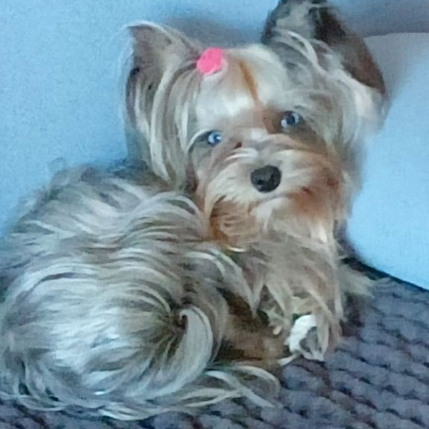 Йоркширский терьер Вязка