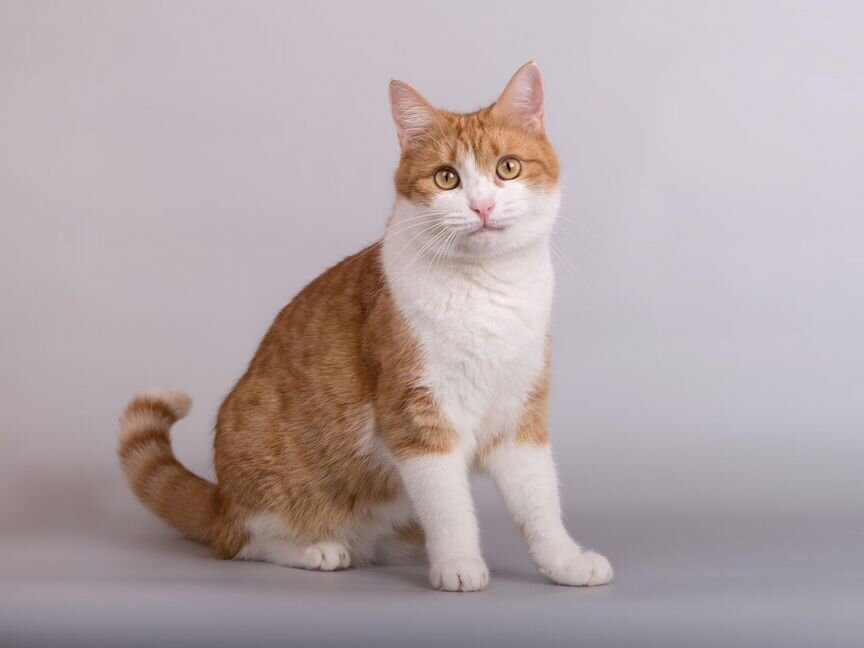 Кошечка Манюня ищет дом