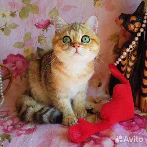 Великолепный котик с изумрудными глазками
