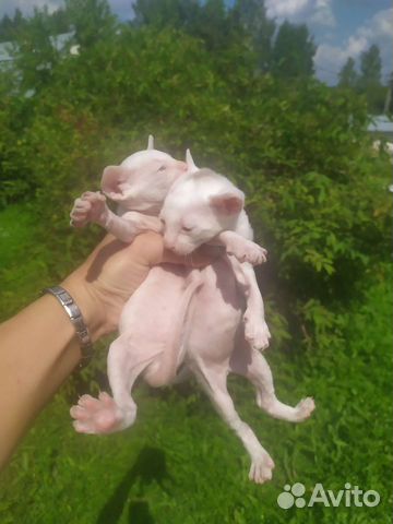 Белые котята корниш-рекс кот и кошка