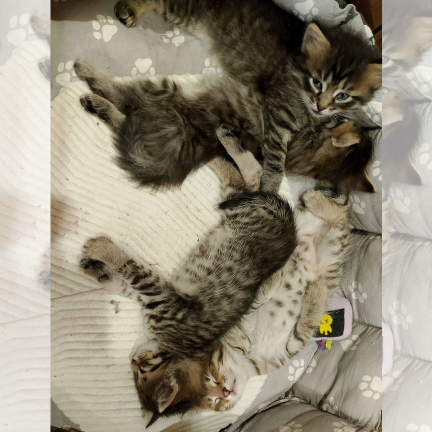 Сибирский котёнок