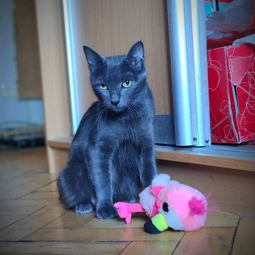 Чудесная кошка в добрые руки бесплатно