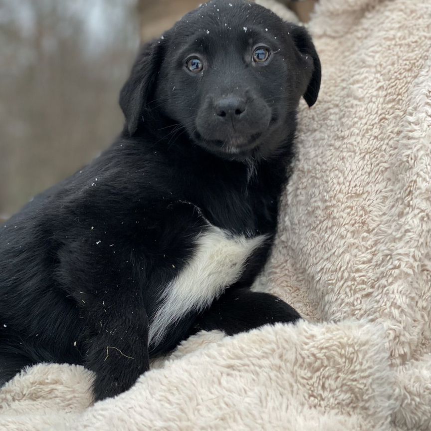 Щенок в добрые руки