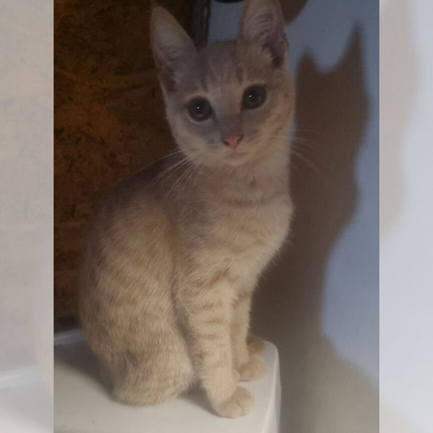 Котята в добрые руки бесплатно