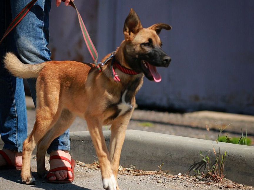 Красивая собака в приюте