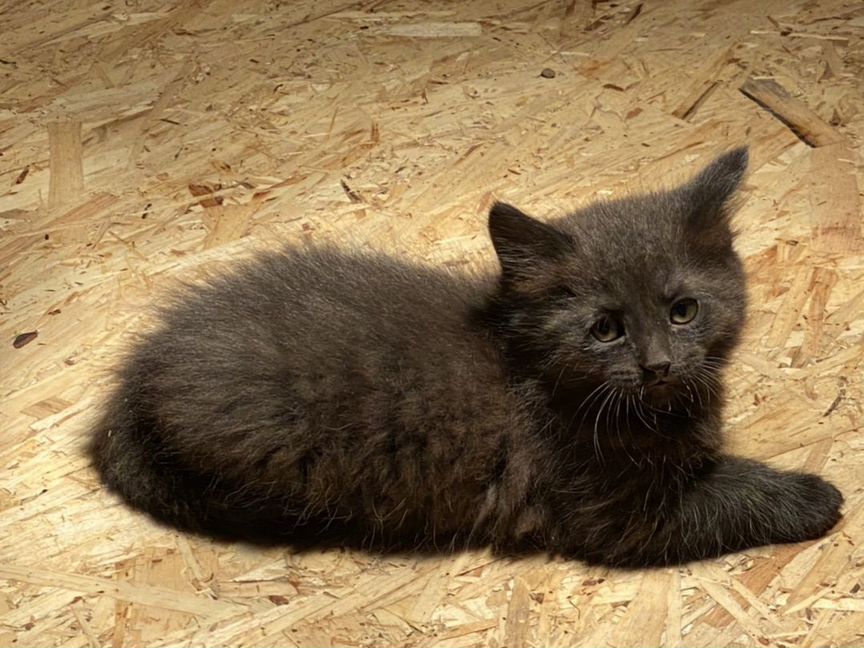 Кошка в дар бесплатно