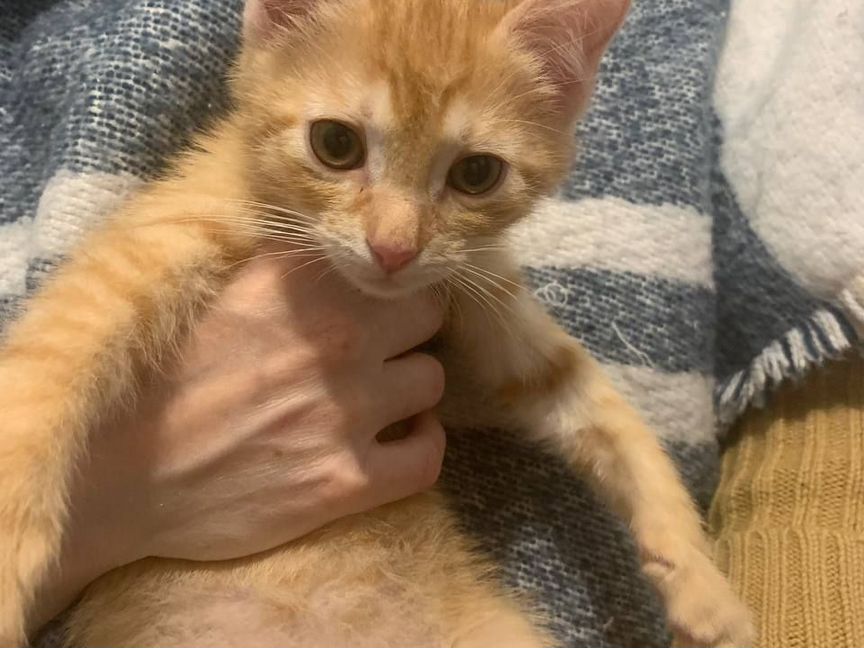 Ласковый рыжик