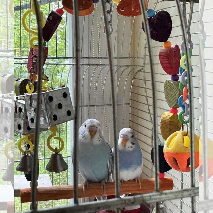 Птенцы волнистых попугаев Выход из гнезда 30.12