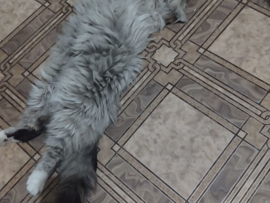 Сибирский кот