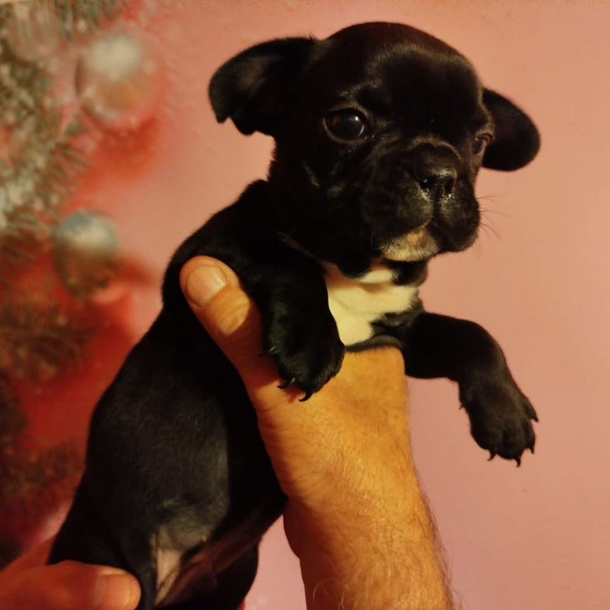 Французский бульдог щеночки