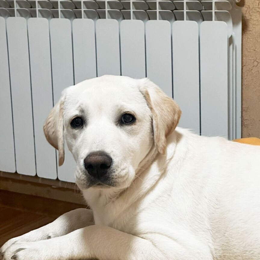 Девочка лабрадор 6 месяцев