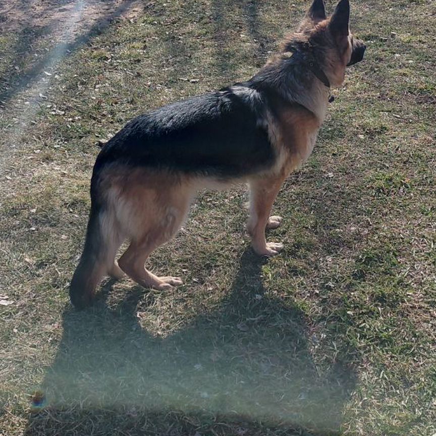 Немецкая овчарка, взрослая собака