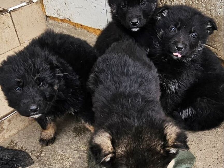 Щенки немцев