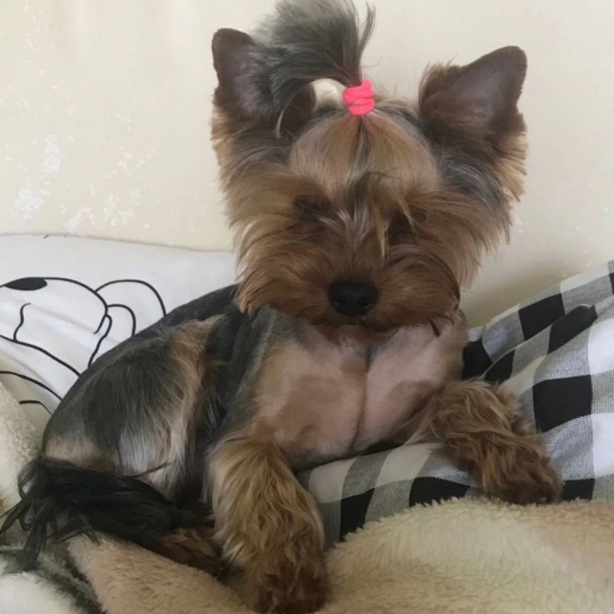 Йоркширский терьер, щенок