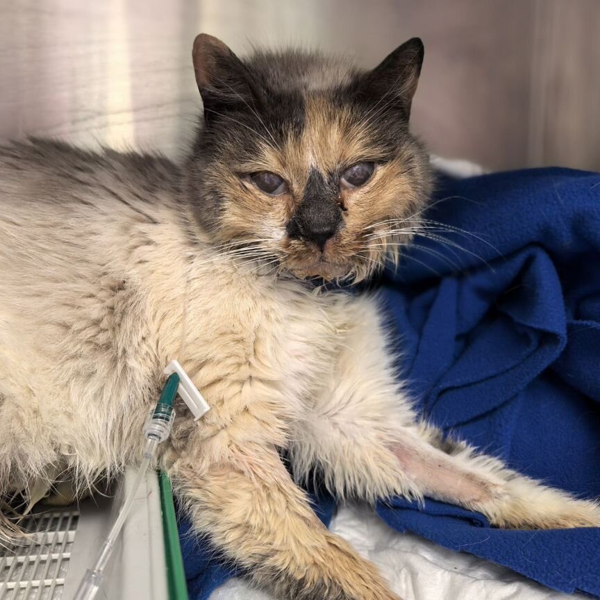 Взрослая, кошка в добрые руки