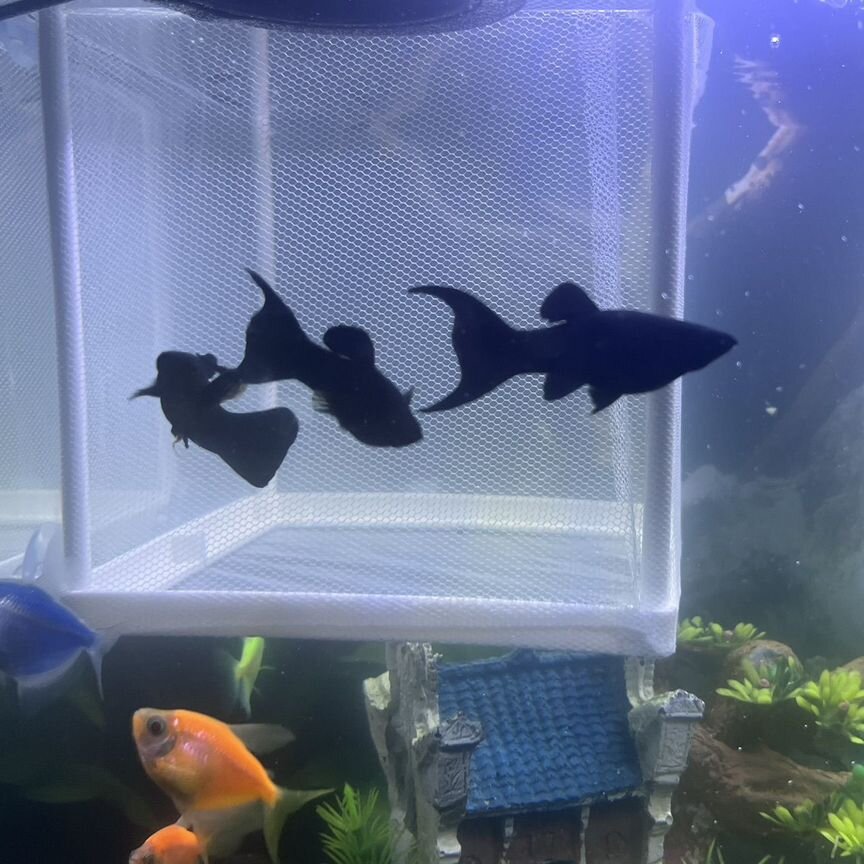 Моллинезия и мальки