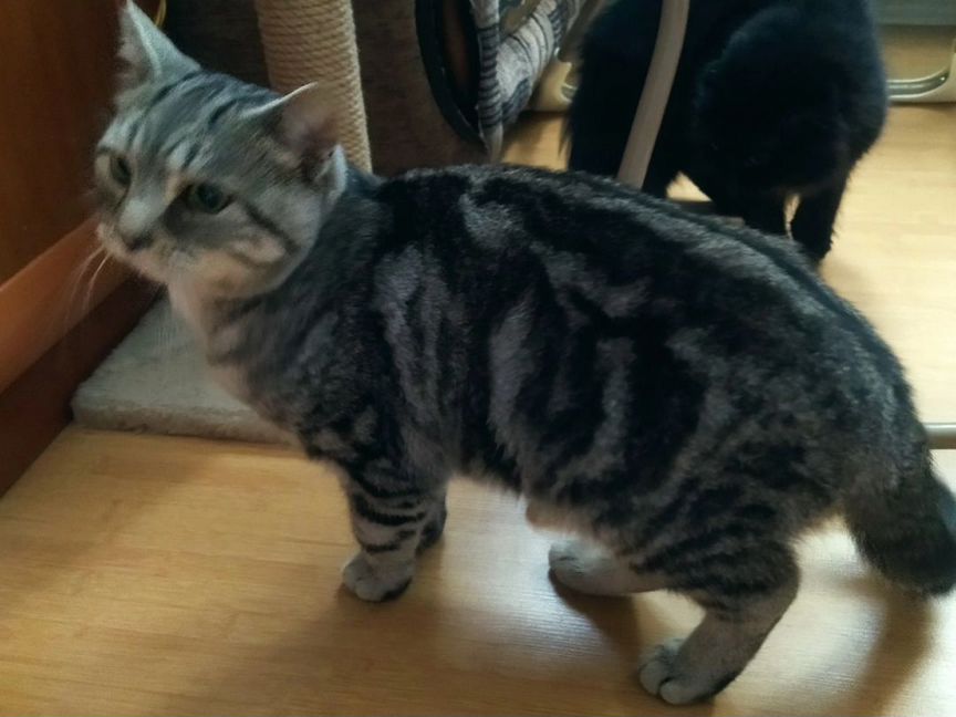 Кот скотишь страйк