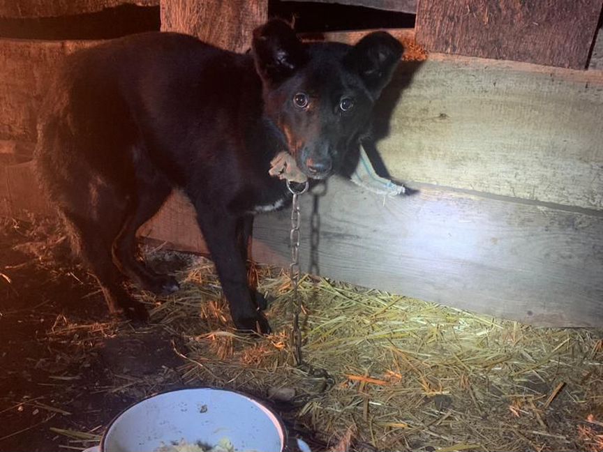 Две собаки нуждаются в людях