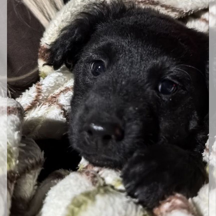 Щенки мелких пород