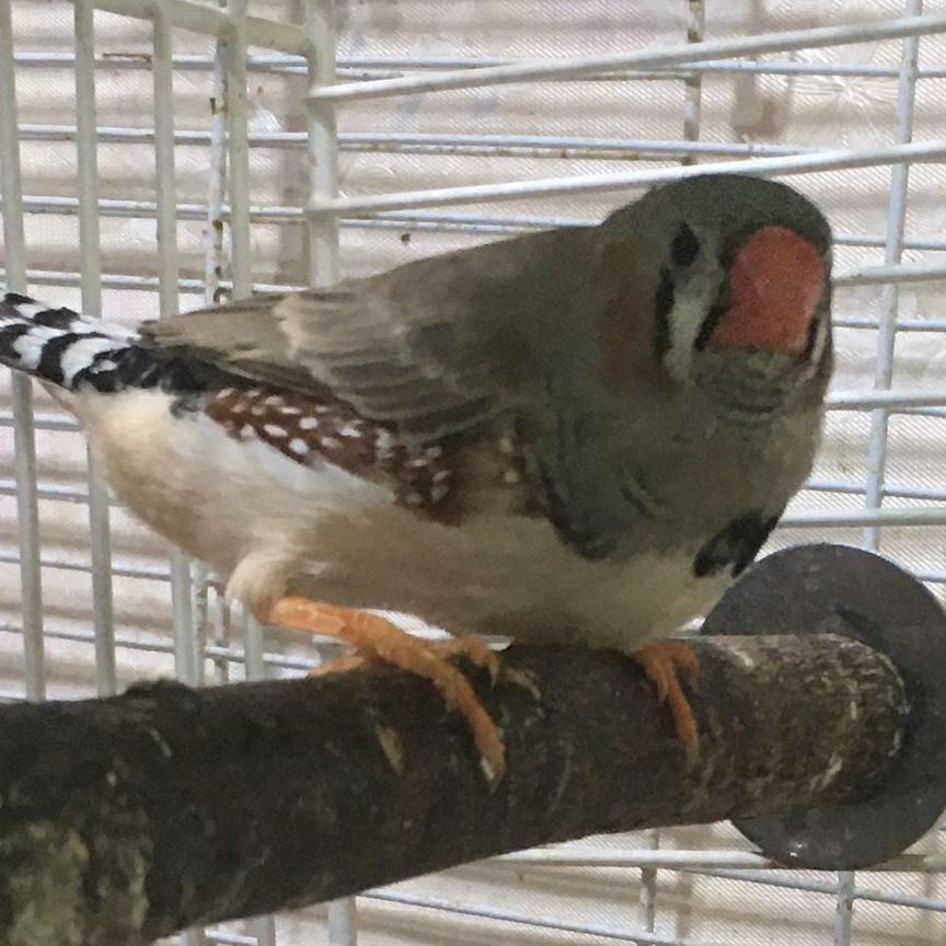 Зебровые амадины