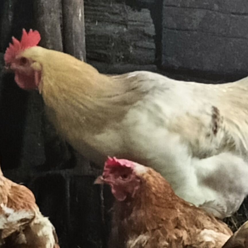 Молодые петушки