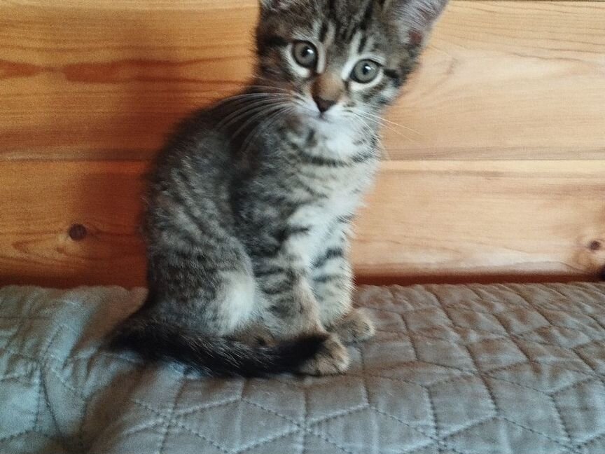 Котенок Шарлотта для счастья