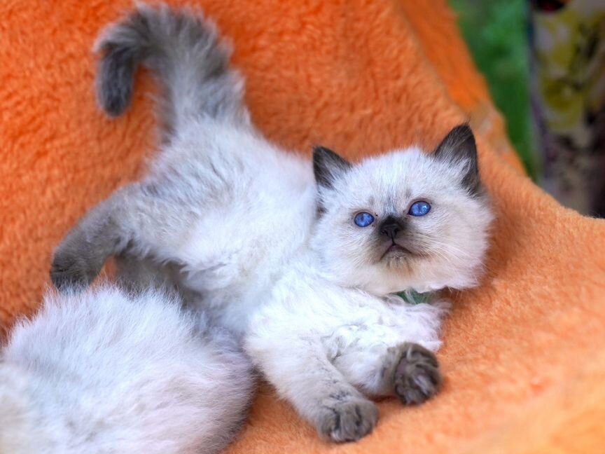 Котята - идеальные компаньоны, Невская маскарадная
