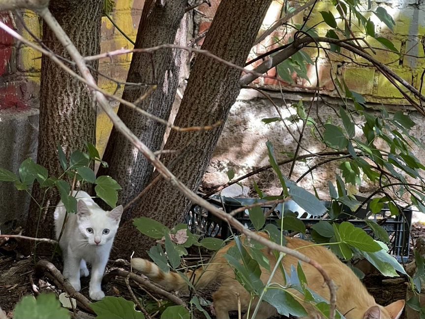 Котята в добрые руки