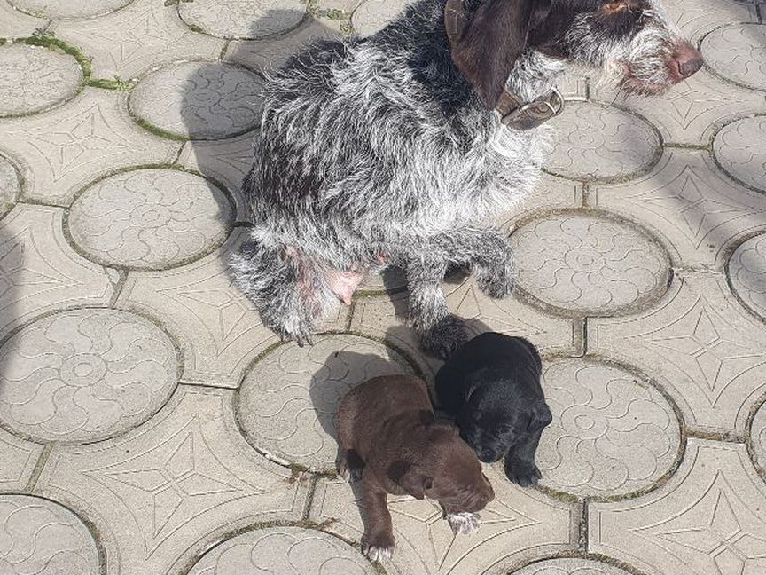 Щенки дратхара