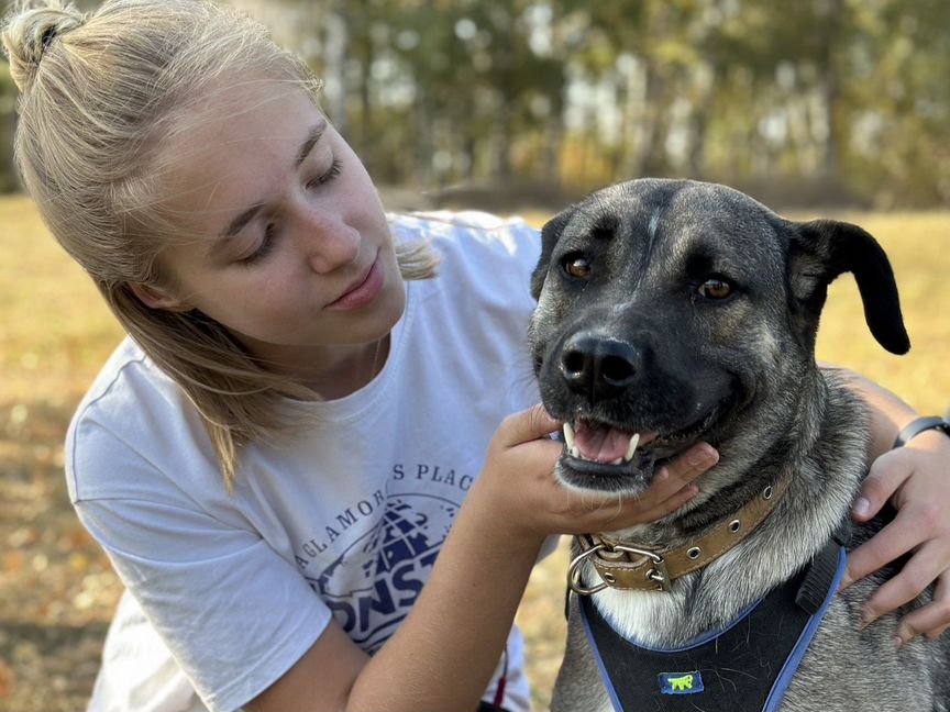 Умнейшая собака оказалась в приюте