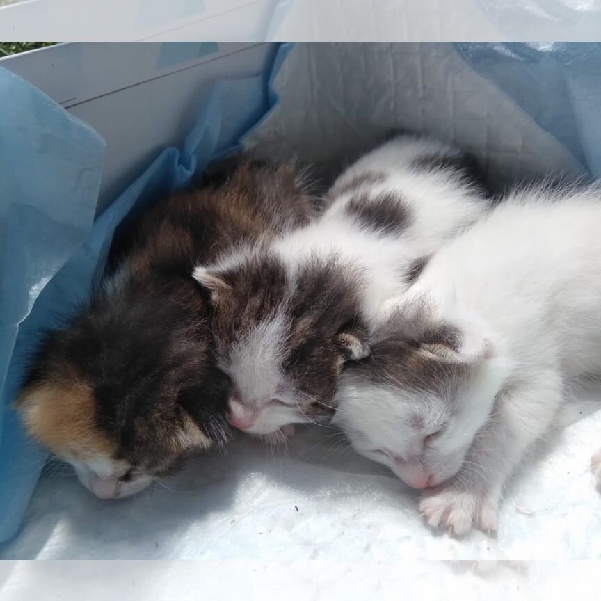 Котёнок из приюта