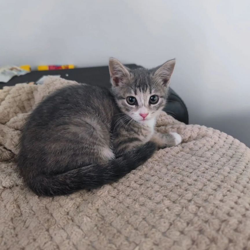 Котёнок в добрые руки