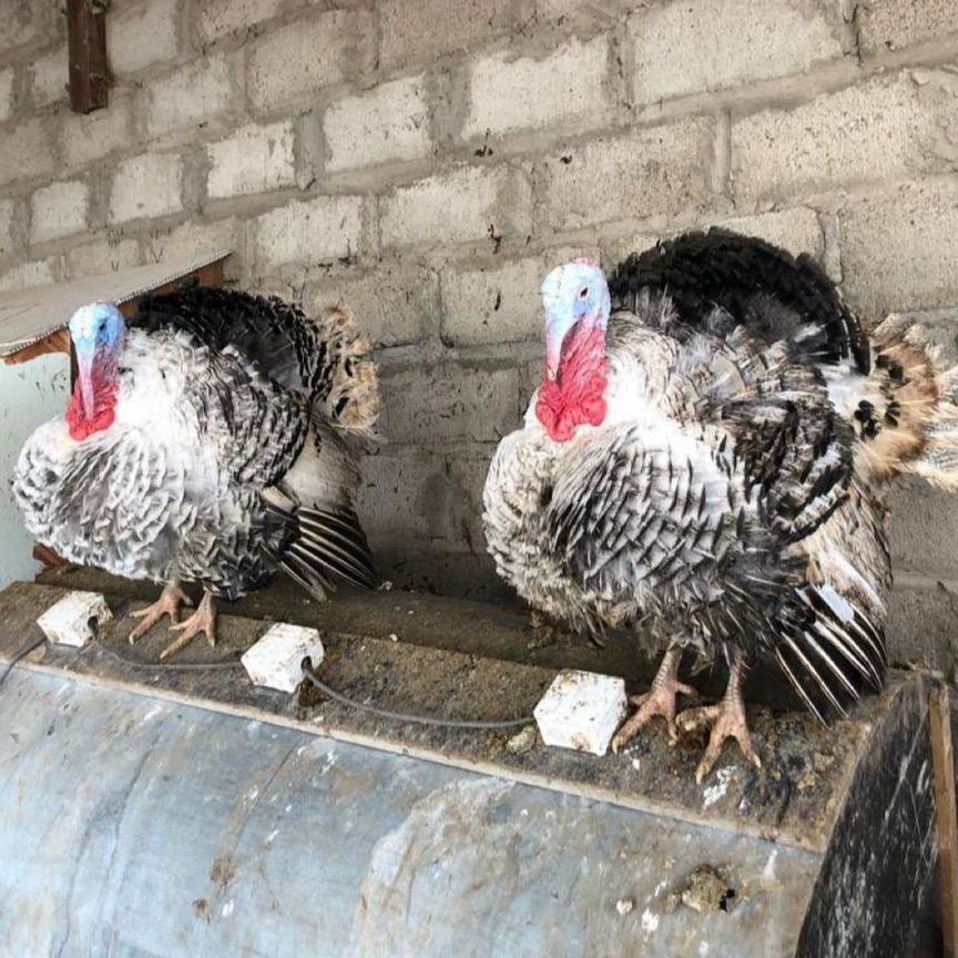 Индюки индюшки