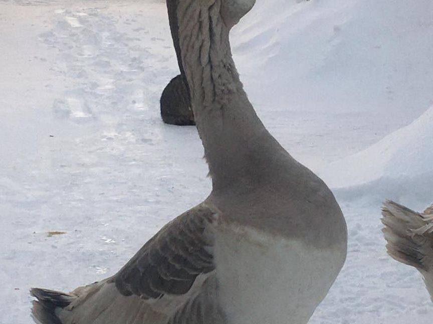 Густ холмогорский