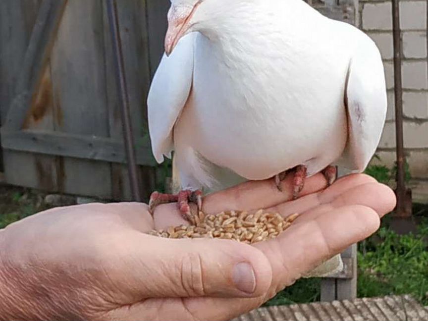 Иранские голуби белые, черные