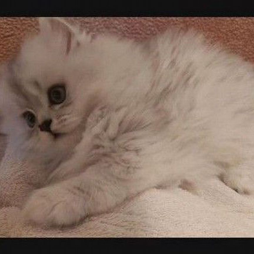 Британский длинношёрстный котёнок