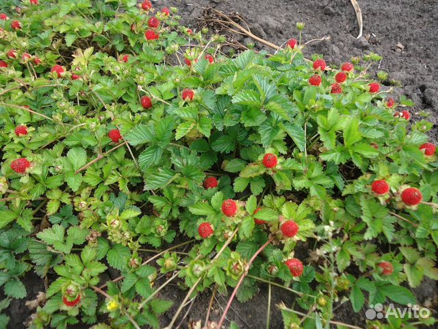 Дюшенея, земляника индийская купить в Калининграде | Товары для дома и ...