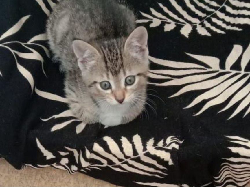 Котятки мальчик и девочка 1.5 месяца