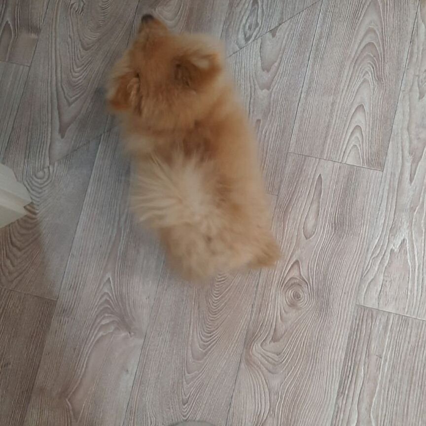 Померанский шпиц