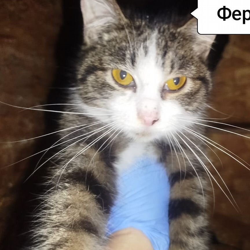 Котик