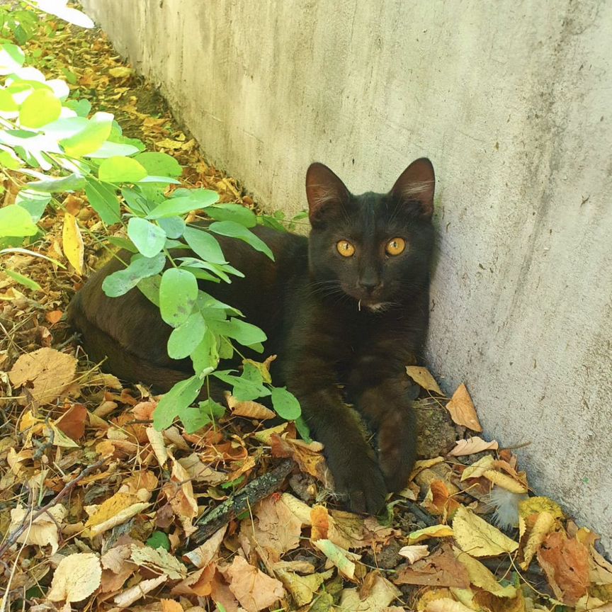 Кошечка скитается на улице