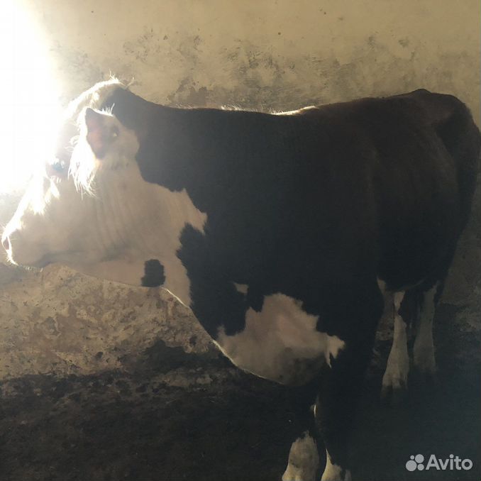 Быки на племя