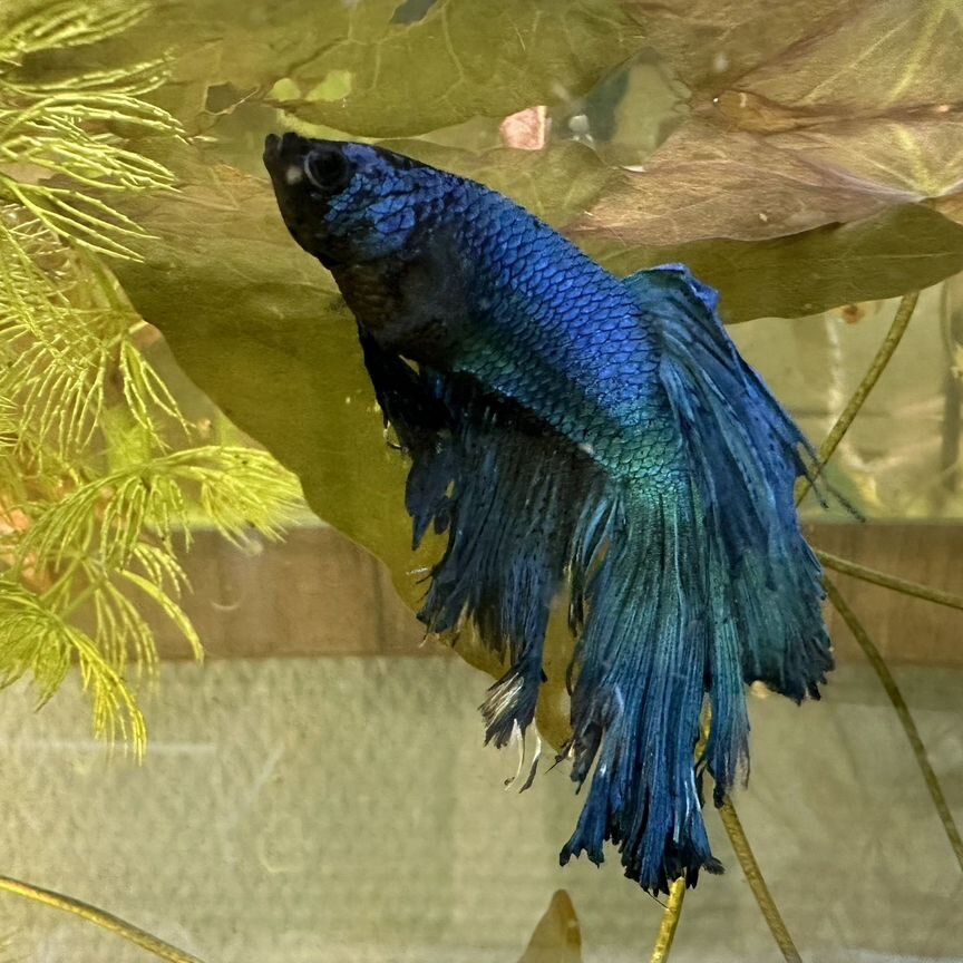 Рыба петушок самец