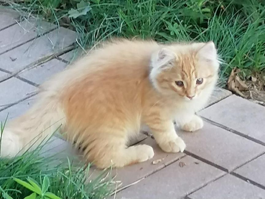 Котят оставили на даче