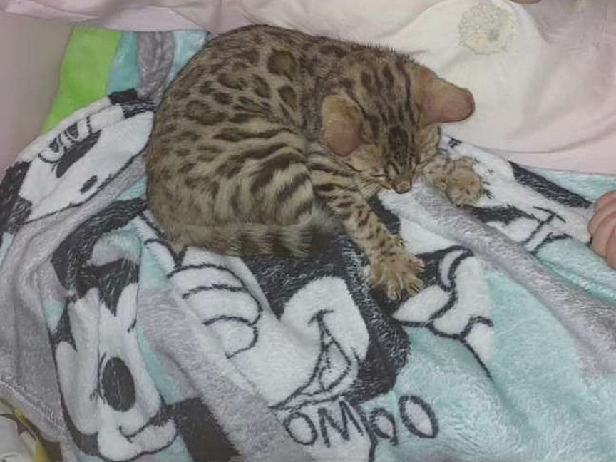 Продам кошечку девочку