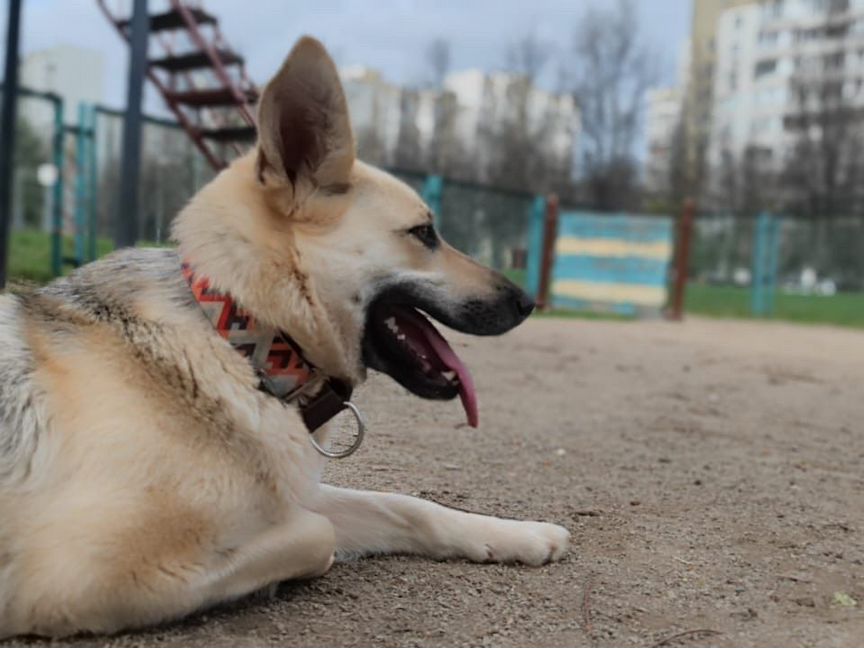 Овчарка