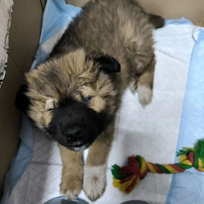 Щенок в добрые руки