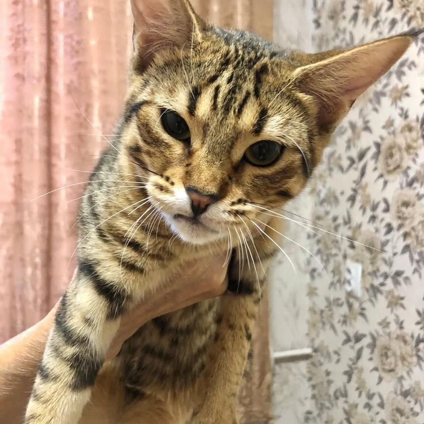 Кошка чаузи