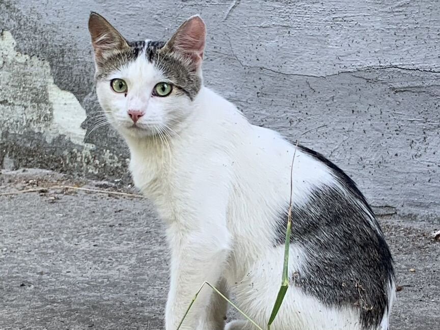 Котенок ищет дом и добрые ручки