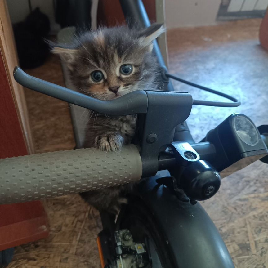 Котята в добрые руки бесплатно